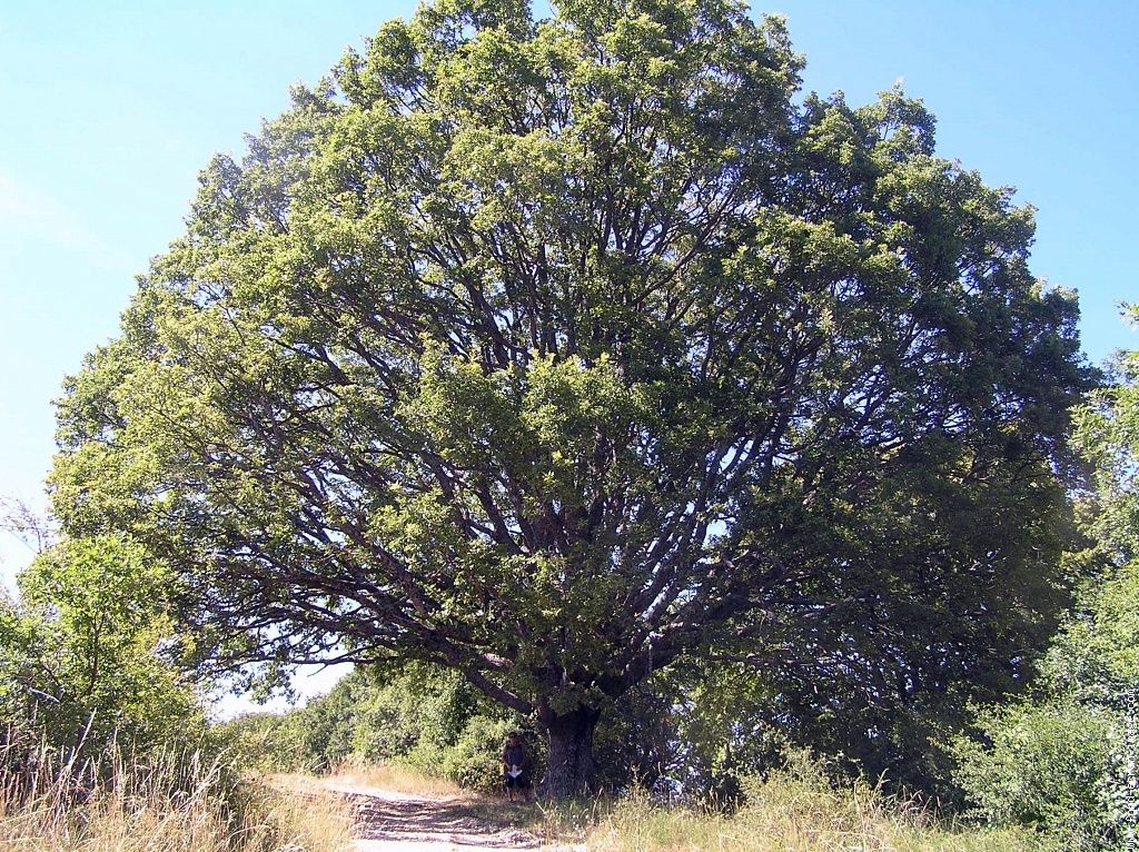 Le chêne - Balade en vers… Voici l’endroit