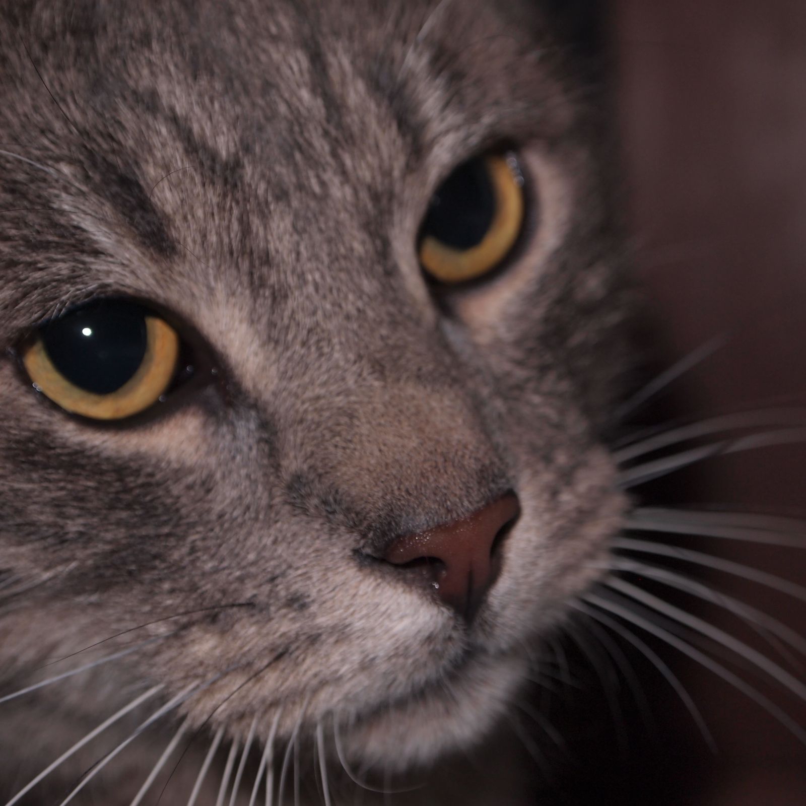 Colette et les mystères félins - Les saints de SULLIUS l'expressionniste