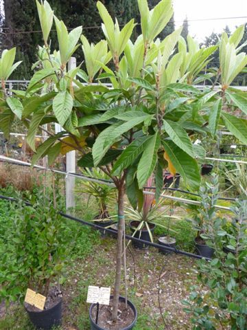 NEFLIER - Le blog de Pépinières Arborama