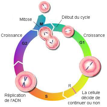 Chapitre D2 : La reproduction conforme des cellules eucaryotes. - Le ...