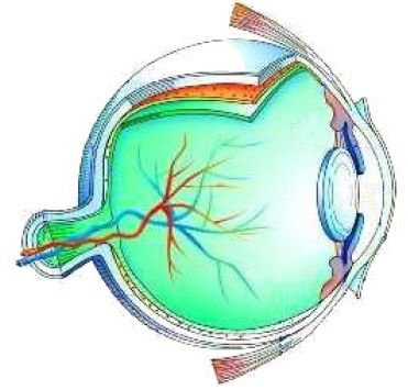 Sujet Bac L / La vision / Age et troubles oculaires - Le blog de R.D