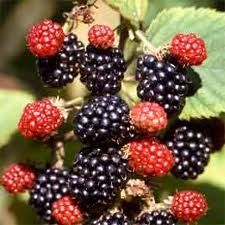 coupe au fruit des bois - Le blog de lacuisinedefaline.over-blog.com