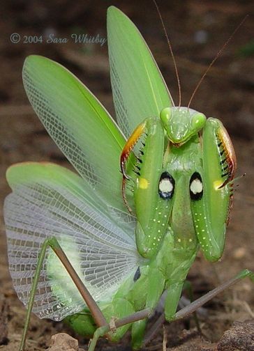 3 raisons d’adorer les mantes religieuses - Blogue de GUEPE