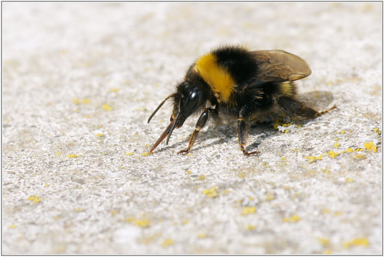 Bourdon Terrestre (4) - Didier - 365 Photos