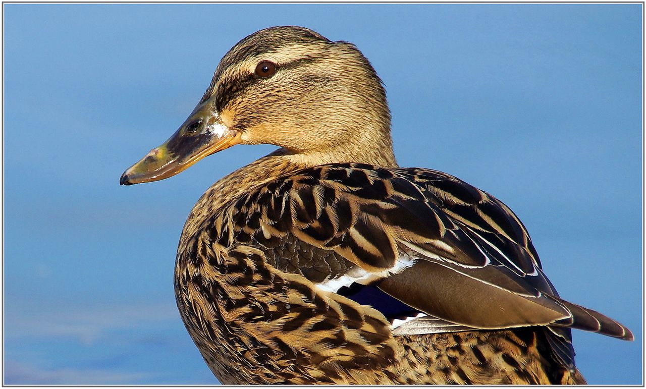 Canard Colvert (8) - Anas platyrhynchos / Femelle - Didier - 365 Photos