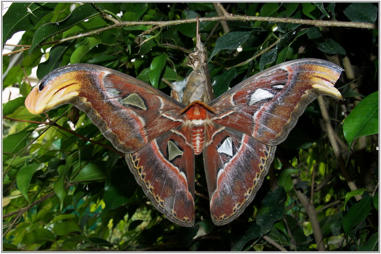 Papillon Exotique - Atlas (1) - Attacus Atlas - Didier - 365 Photos