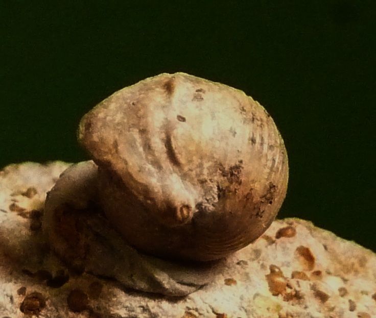 ammonites bajocien superieur - BAJOCIEN14.COM