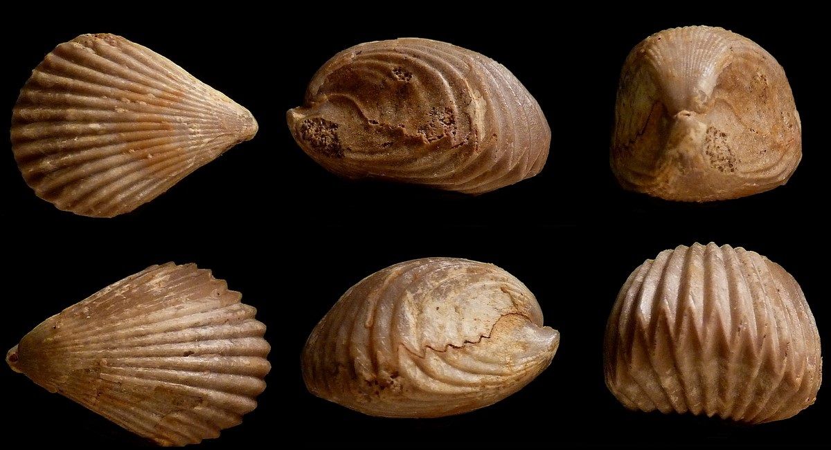 Sphenorhynchia masticonensis - BAJOCIEN14.COM