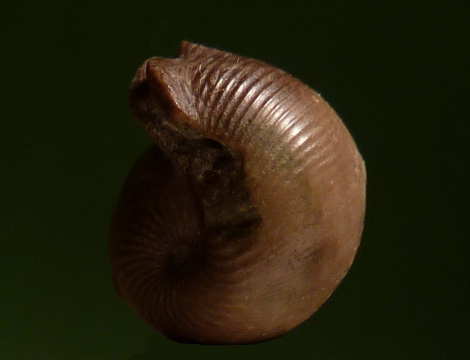 Ammonites Sphaeroceras macroconques - BAJOCIEN14.COM