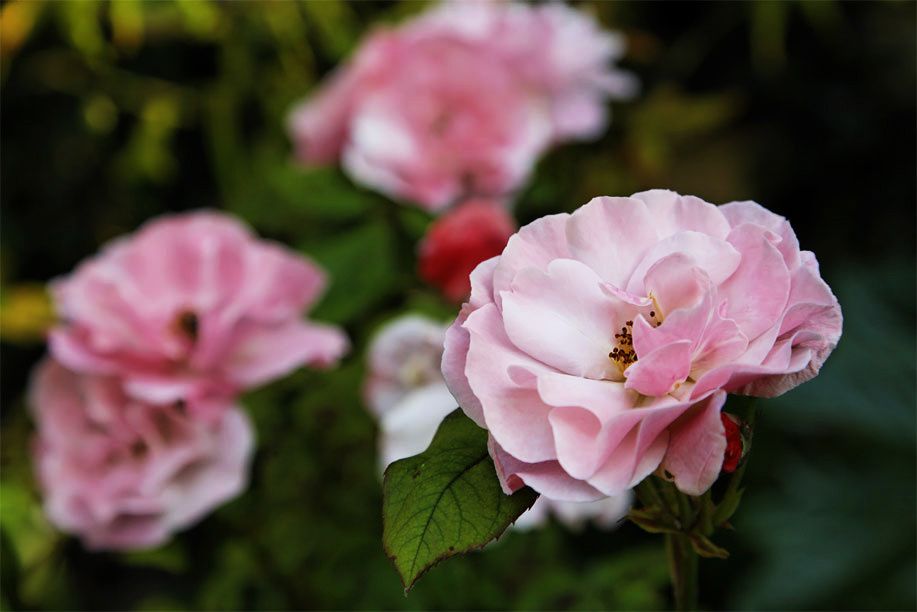 Le printemps - Photosymbioses