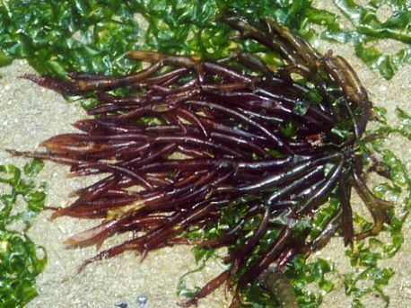 - LES ALGUES ALIMENTS SANTE