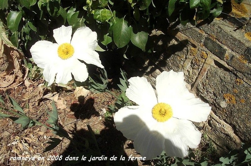 ROMNEYA COULTERI - LE JARDIN DES VIOLETTES