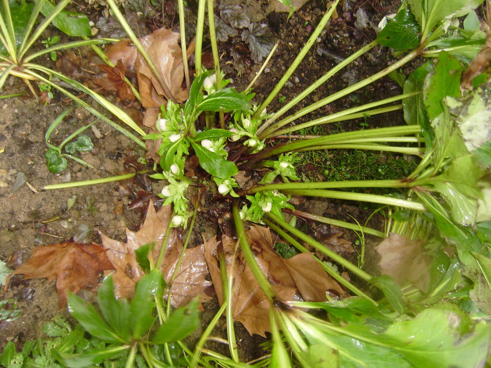 HELLEBORE 2012 - LE JARDIN DES VIOLETTES