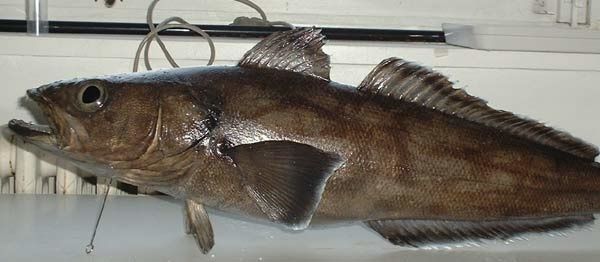 LA FAMEUSE LEGINE AUSTRALE... - Le blog de disams62.over-blog.com