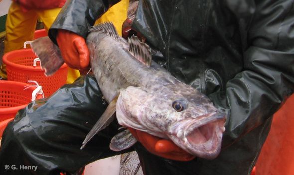 LA FAMEUSE LEGINE AUSTRALE... - Le blog de disams62.over-blog.com