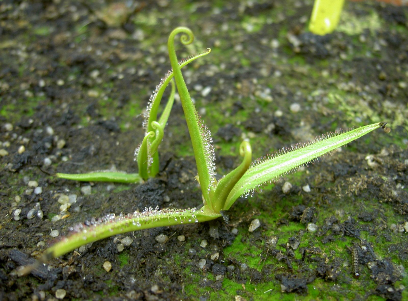 Drosera Régia - Le blog de royaumecarnivore.over-blog.com