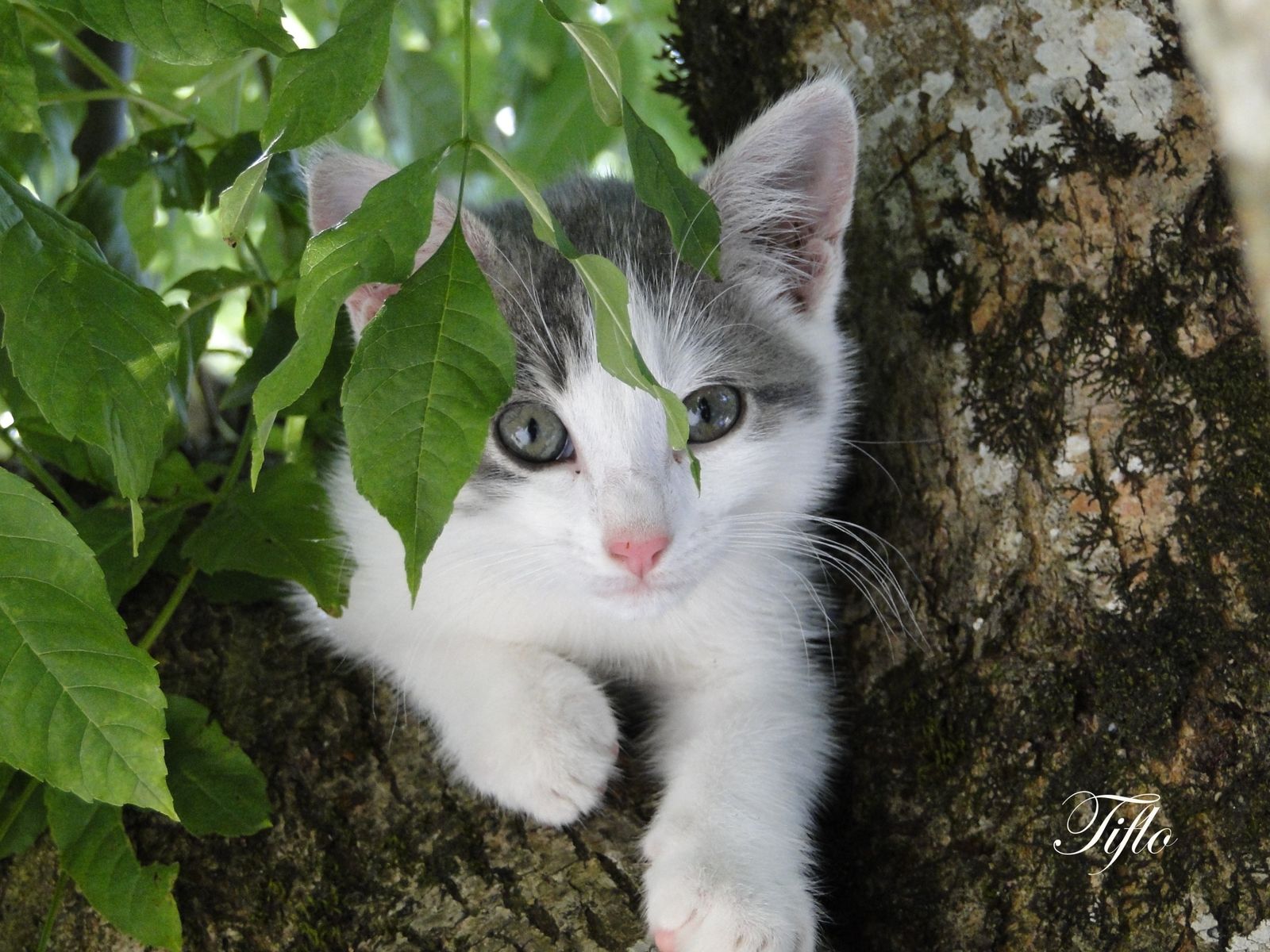 Chaton dans l'arbre - Les photos de Tiflo