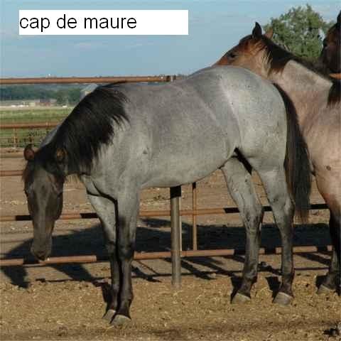 Album - races-et-robes - monter-à-cheval.com