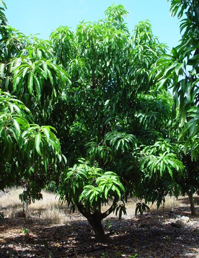 Fruits and Picking : Cueillette de Mangues - Seb En Australie