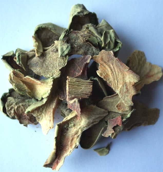 PREHISPANICA - CHINGANA