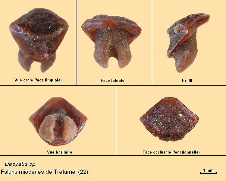 Dasyatidés - Le blog de http://pierresvives22geologie.over-blog.com