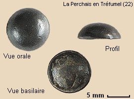 Sparus - Le blog de http://pierresvives22geologie.over-blog.com