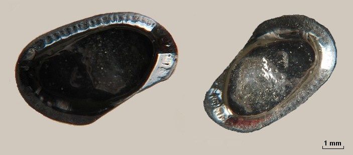 Sparus - Le blog de http://pierresvives22geologie.over-blog.com