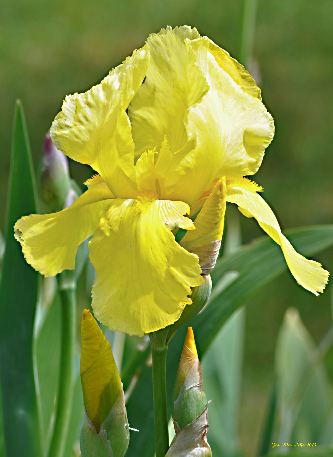 Album - Iris-collection - klec-images