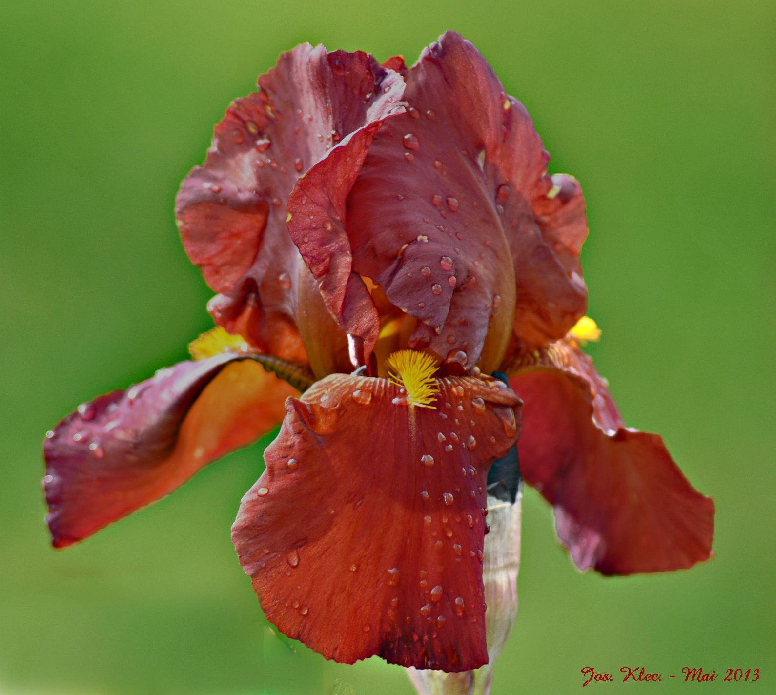 Album - Iris-collection - klec-images