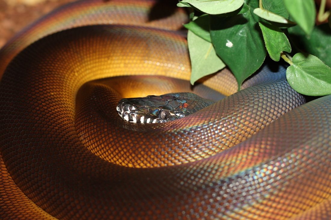 Album - Autres-python - Le blog de generation-snake.over-blog.com