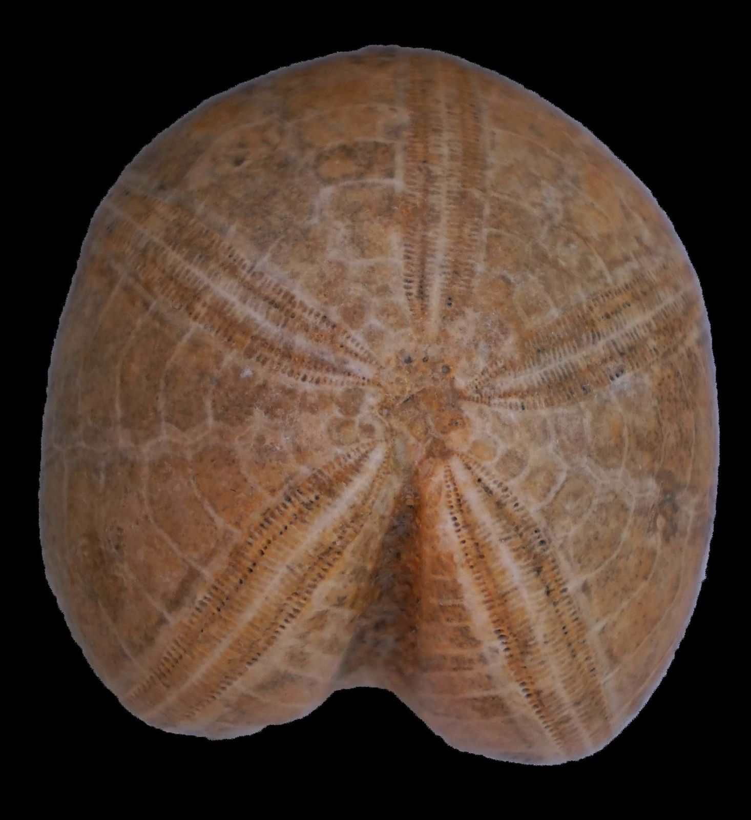 Album - NOUVEAUX-FOSSILES-A-VENDRE - geofossiles