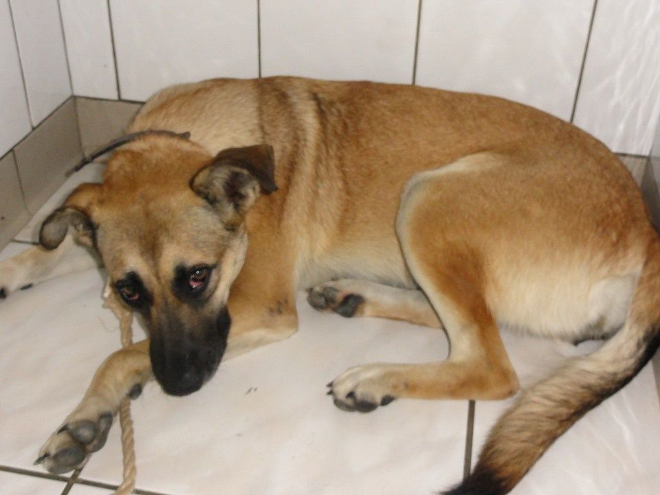 Actions faites en 2011 - Association d'Assistance aux Animaux du ...