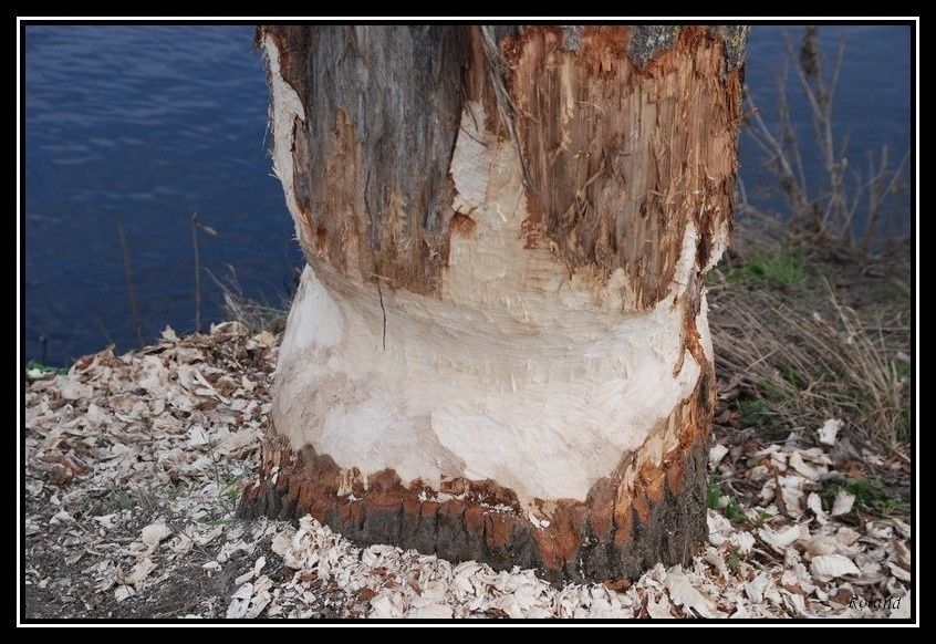 Album - Castors - Le blog de roland-photos.over-blog.com