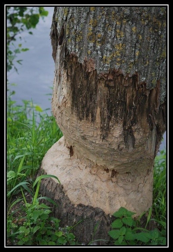 Album - Castors - Le blog de roland-photos.over-blog.com