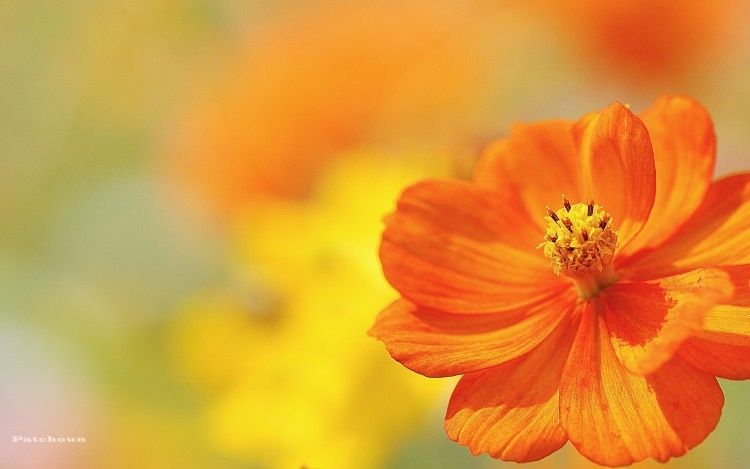 Album - fonds d'écran fleuris - Le blog de plantesetfleursdecactus.over ...