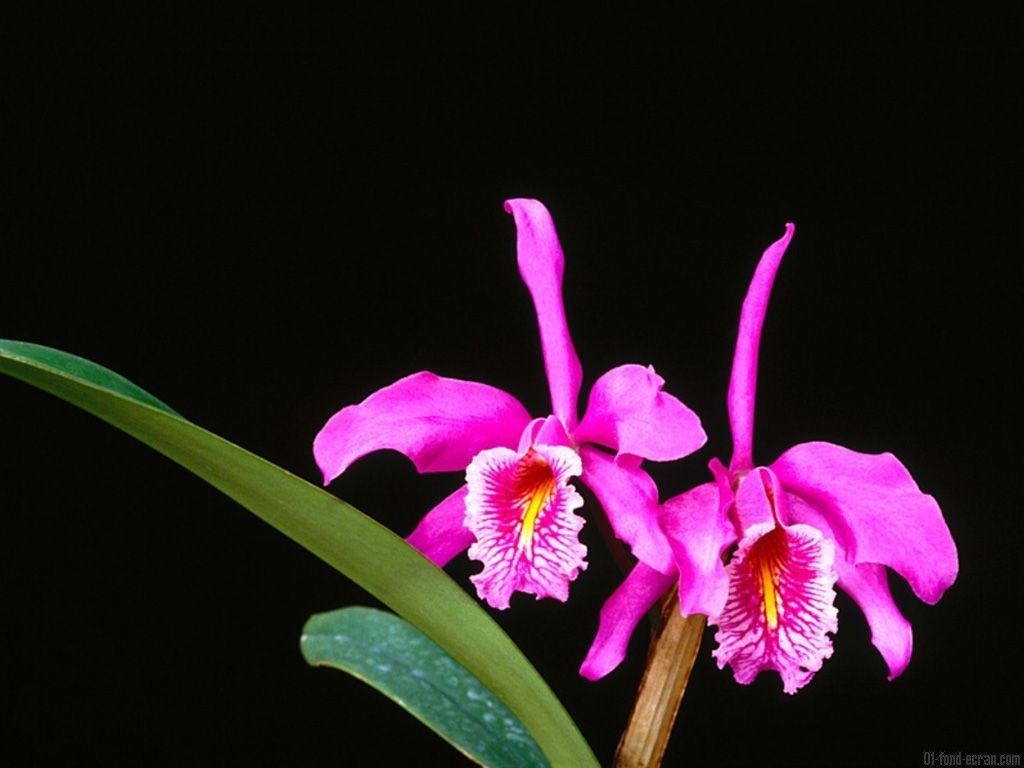 Album - fonds d'écran fleuris - Le blog de plantesetfleursdecactus.over ...