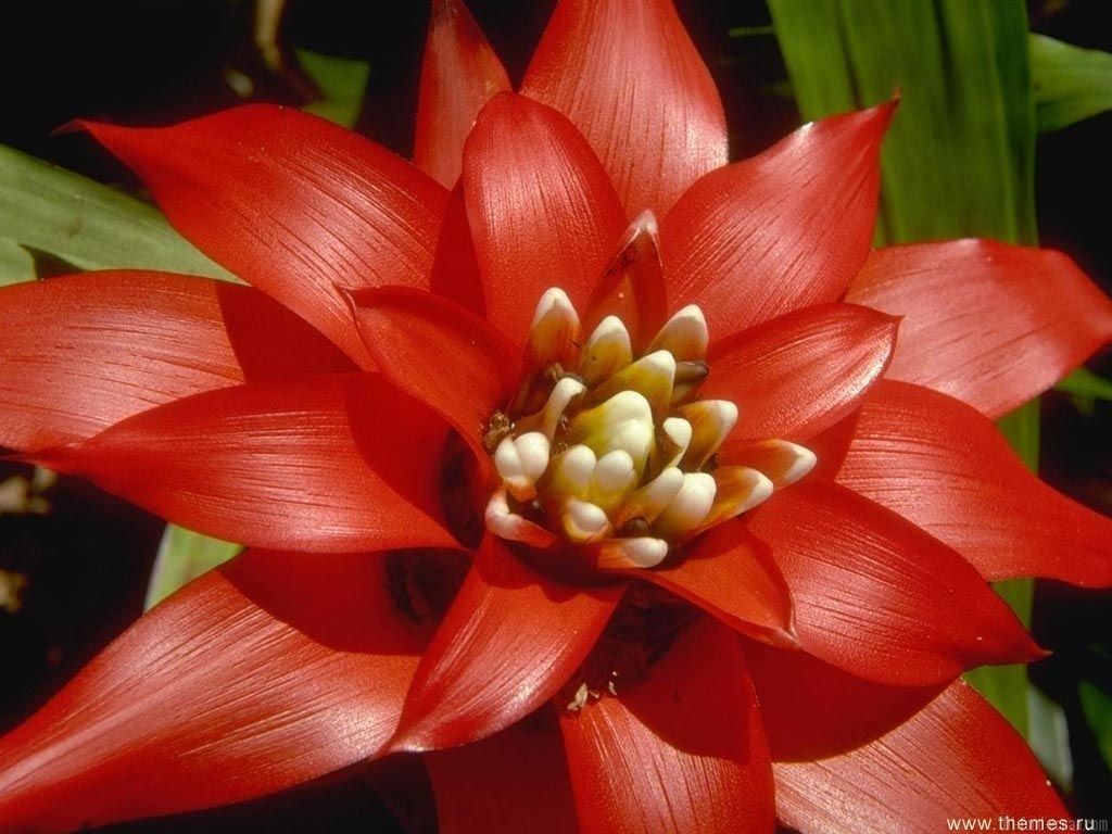 Album - fonds d'écran fleuris - Le blog de plantesetfleursdecactus.over ...