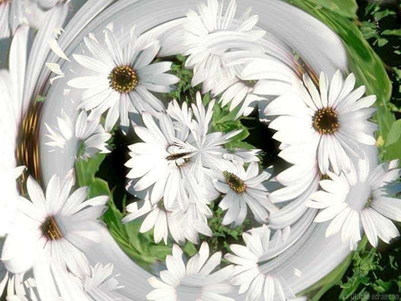 Album - fonds d'écran fleuris - Le blog de plantesetfleursdecactus.over ...