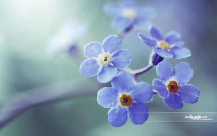 Album - fonds d'écran fleuris - Le blog de plantesetfleursdecactus.over ...