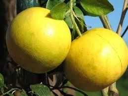 Album - Fruits et Legumes de la Guadeloupe - Visiter la Guadeloupe avec ...