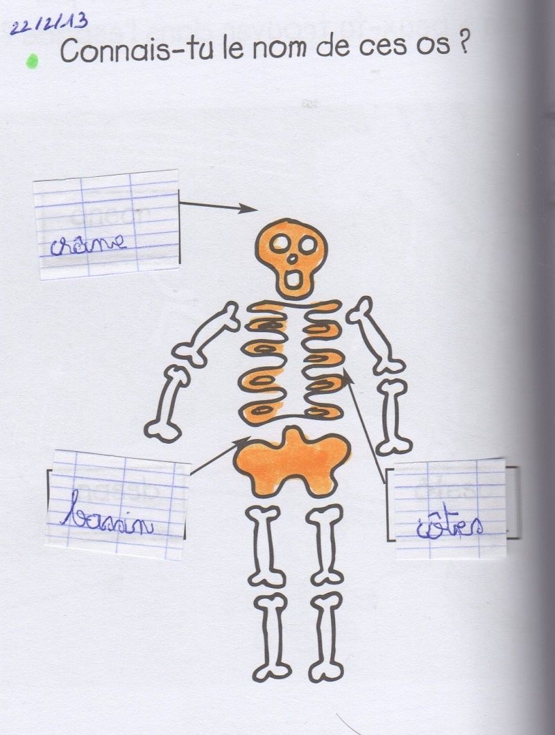 Vendredi 22 février 2013 : describe pictures et les os - Ecole à la ...