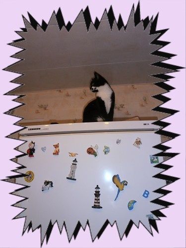 Felix joue à chat perché ! - Balades, fils et popote