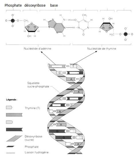 structure de l'ADN - Le blog de S.V.T Mounier