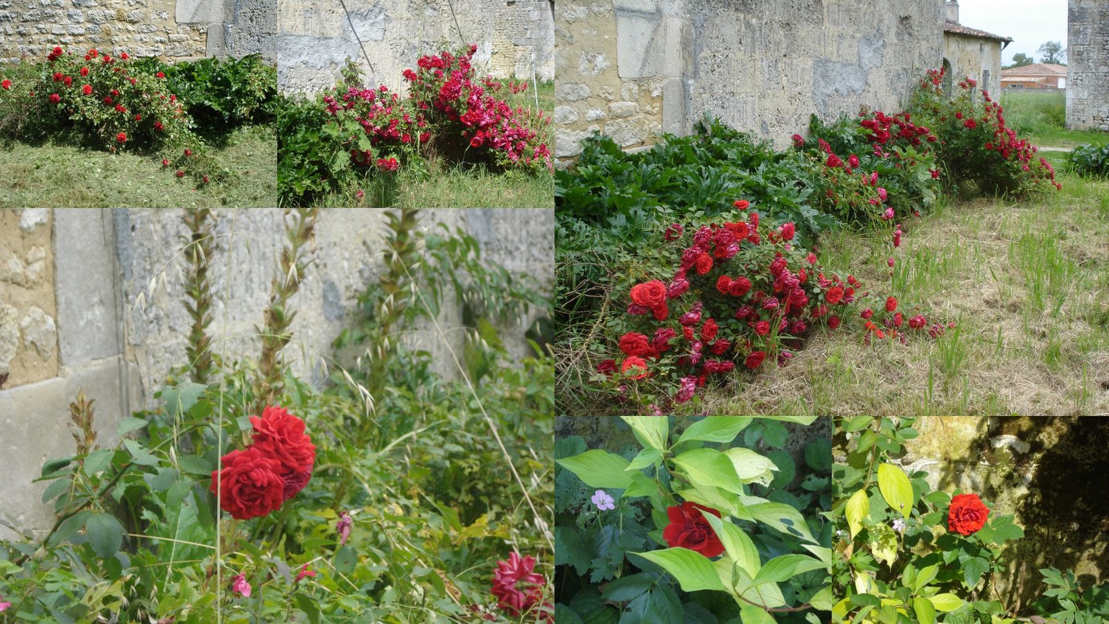 Le club des 5 : les plus beaux rouges ! - Cagouille's garden