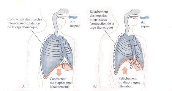 La respiration 1. anatomie - Le singe pelerin