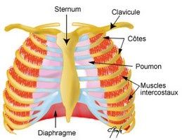 La respiration 1. anatomie - Le singe pelerin