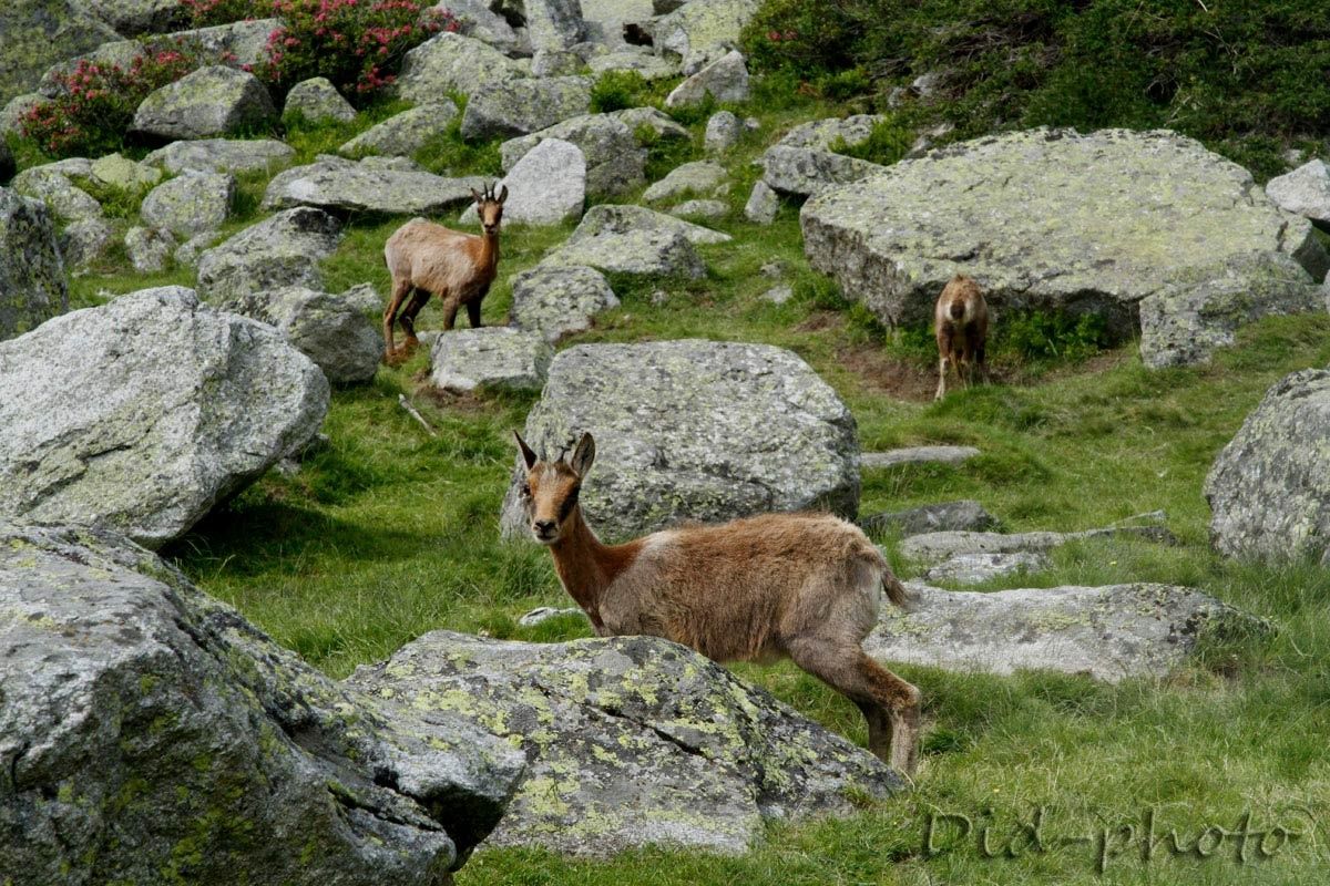 L'Isard des Pyrénées - Le blog de did