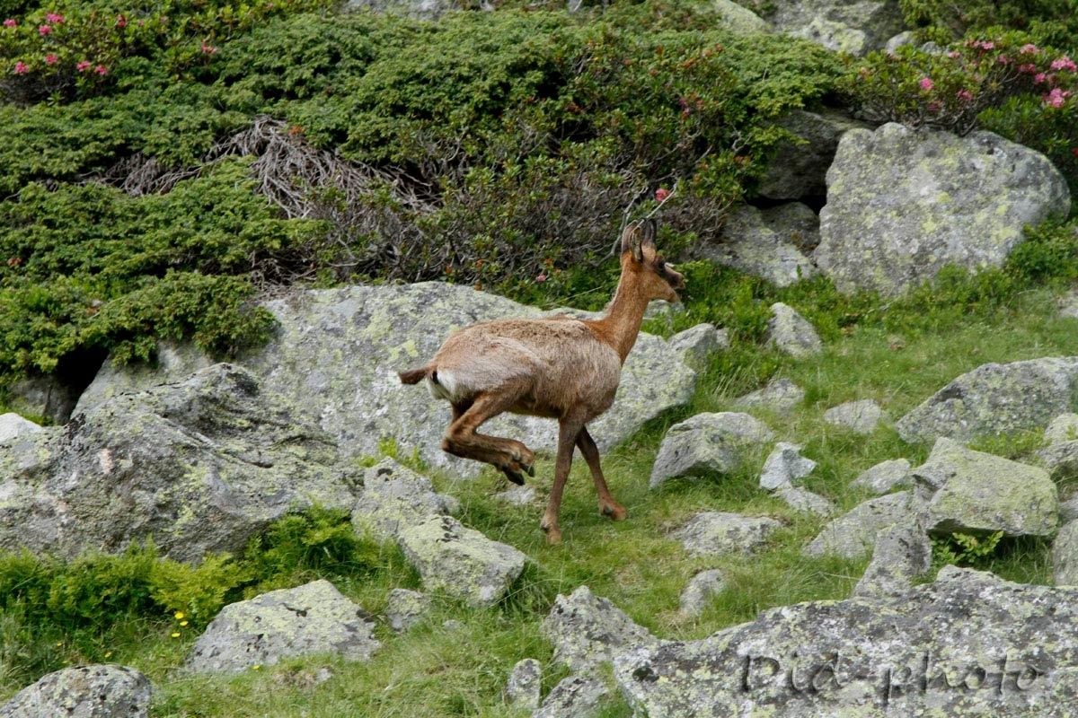 L'Isard des Pyrénées (2) - Le blog de did