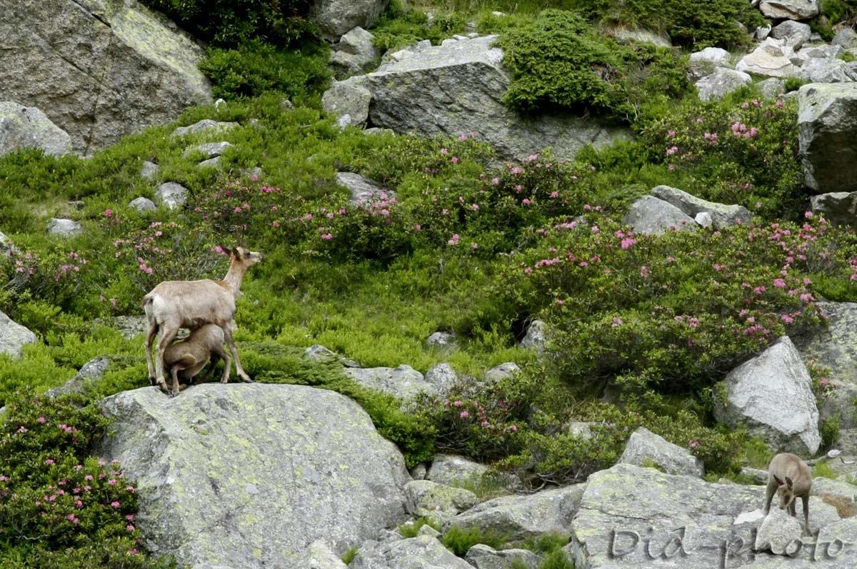 L'Isard des Pyrénées - Le blog de did