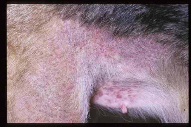 Album - Pyodermites - Dermatite Atopique Canine